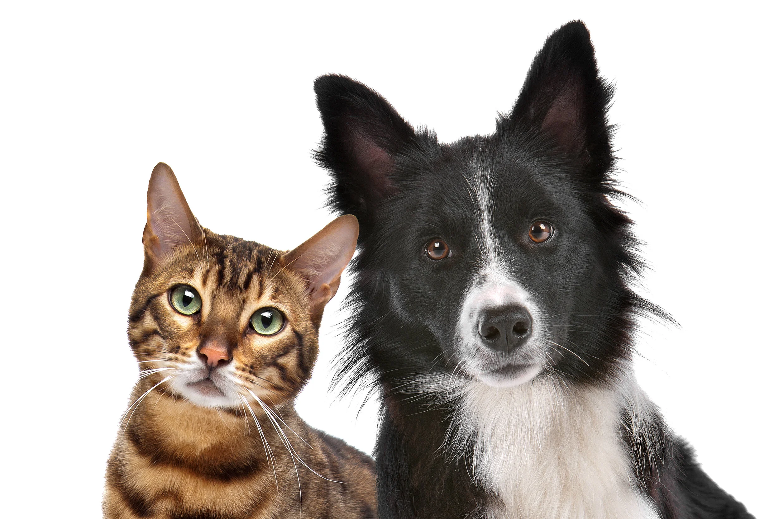 Denison Animal Welfare Group