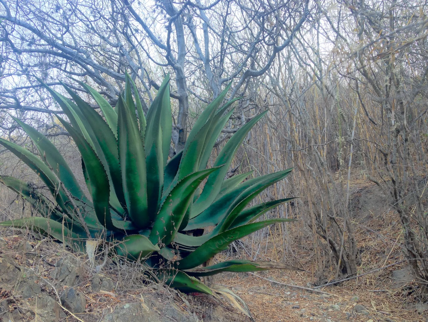 How Many Agaves Does it Take to Make a Bottle of Mezcal? — Agave Road Trip