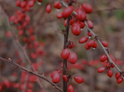 Contractor Resources | Tree Tech, Inc.