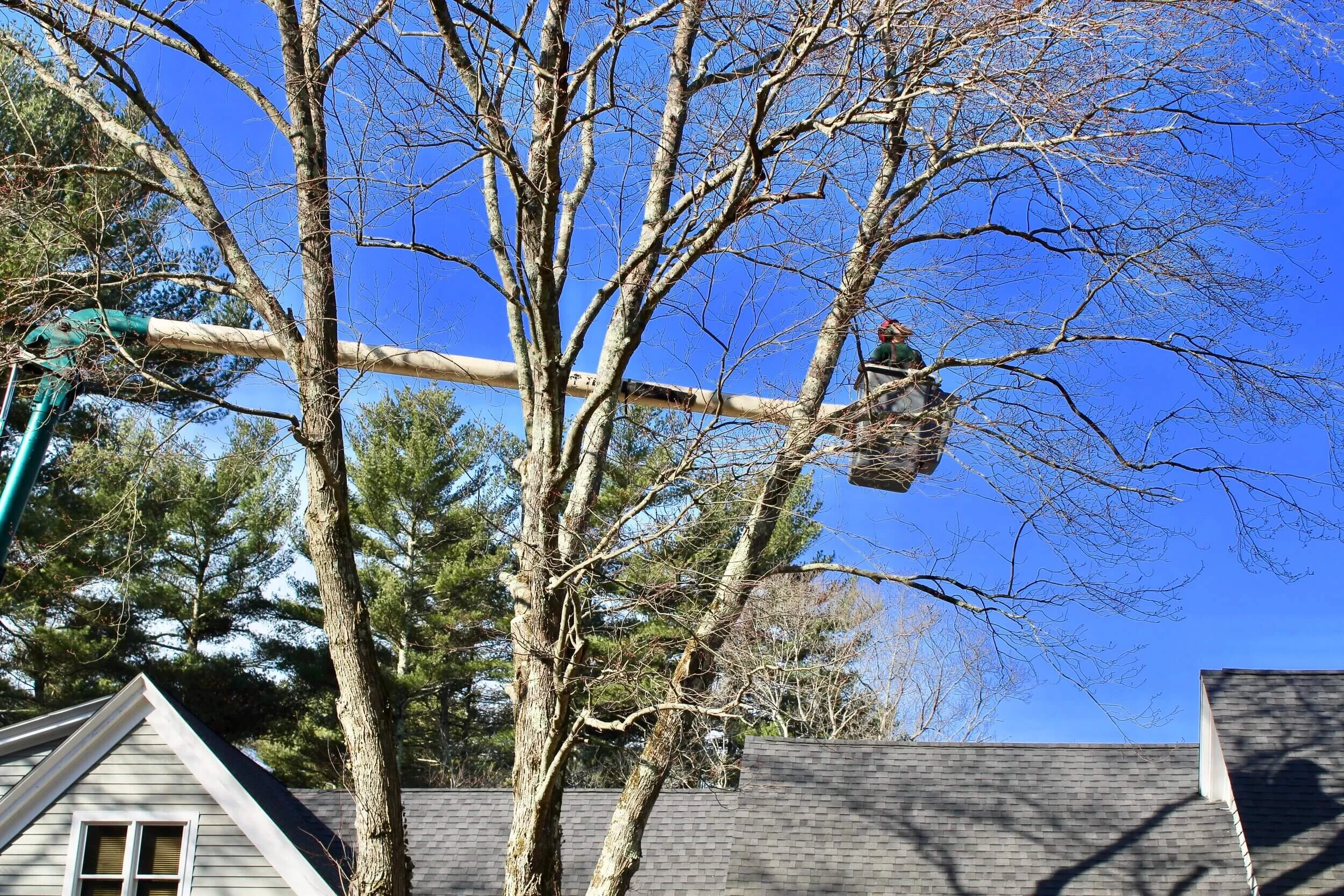See Us In Action | Tree Tech, Inc.
