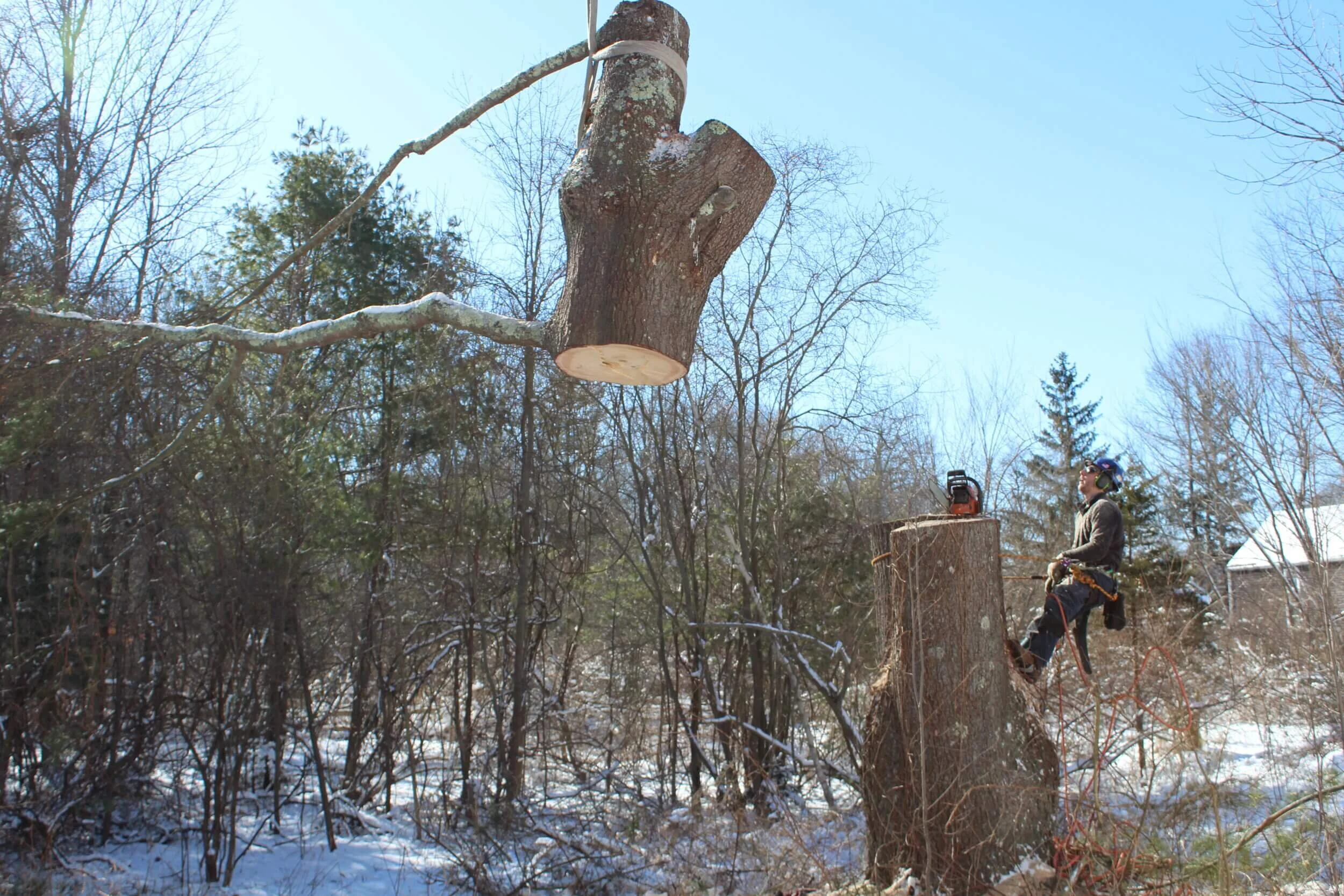 See Us In Action | Tree Tech, Inc.