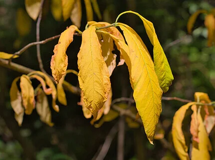 Help Your Trees and Shrubs Beat the Heat — Tree Tech, Inc.