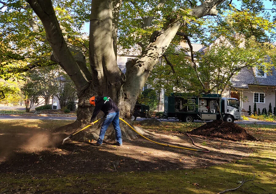 Girdling Roots, Soil Compaction, and Other Root Collar Problems — Tree ...