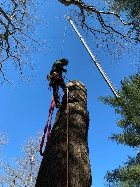 See Us In Action | Tree Tech, Inc.