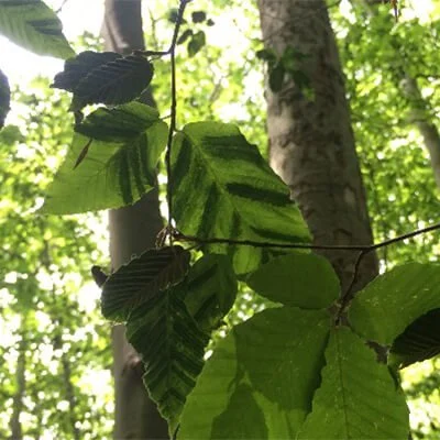 How to Tell if Beech Leaf Disease Is Affecting Your Trees — Tree Tech, Inc.