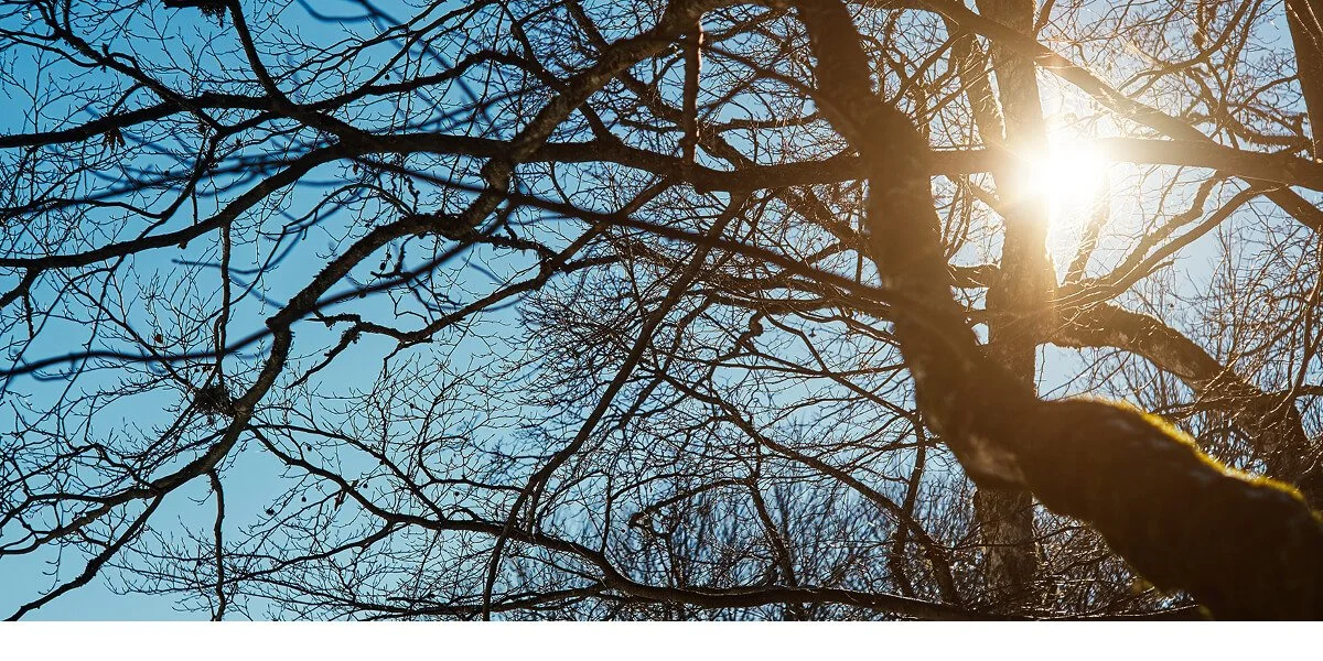 Winter Isn’t the “Off-Season” of Tree Care — Tree Tech, Inc.