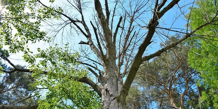 Emerald ash borer infestation: Signs, symptoms, and treatment options ...