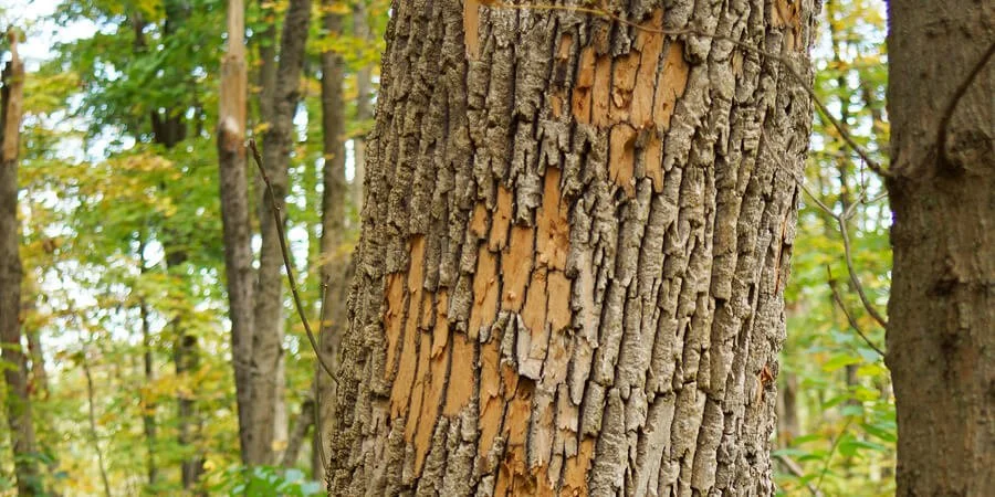 Emerald ash borer infestation: Signs, symptoms, and treatment options ...