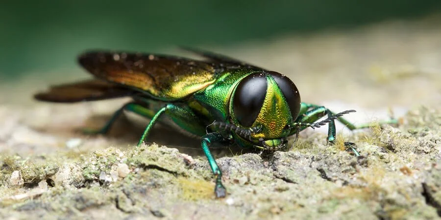Emerald ash borer infestation: Signs, symptoms, and treatment options ...