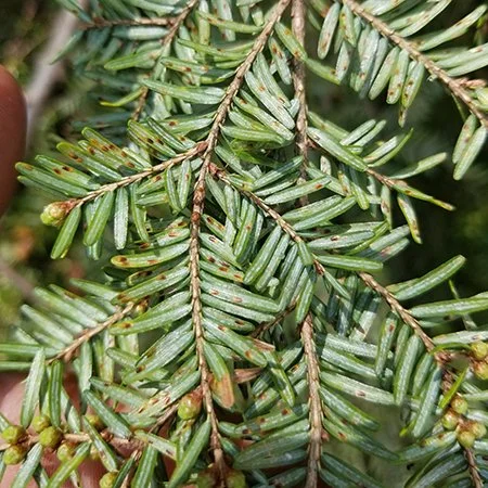 Your Eastern Hemlocks and How to Protect Them — Tree Tech, Inc.