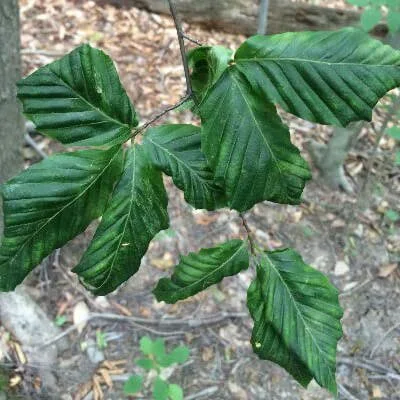 How to Tell if Beech Leaf Disease Is Affecting Your Trees — Tree Tech, Inc.