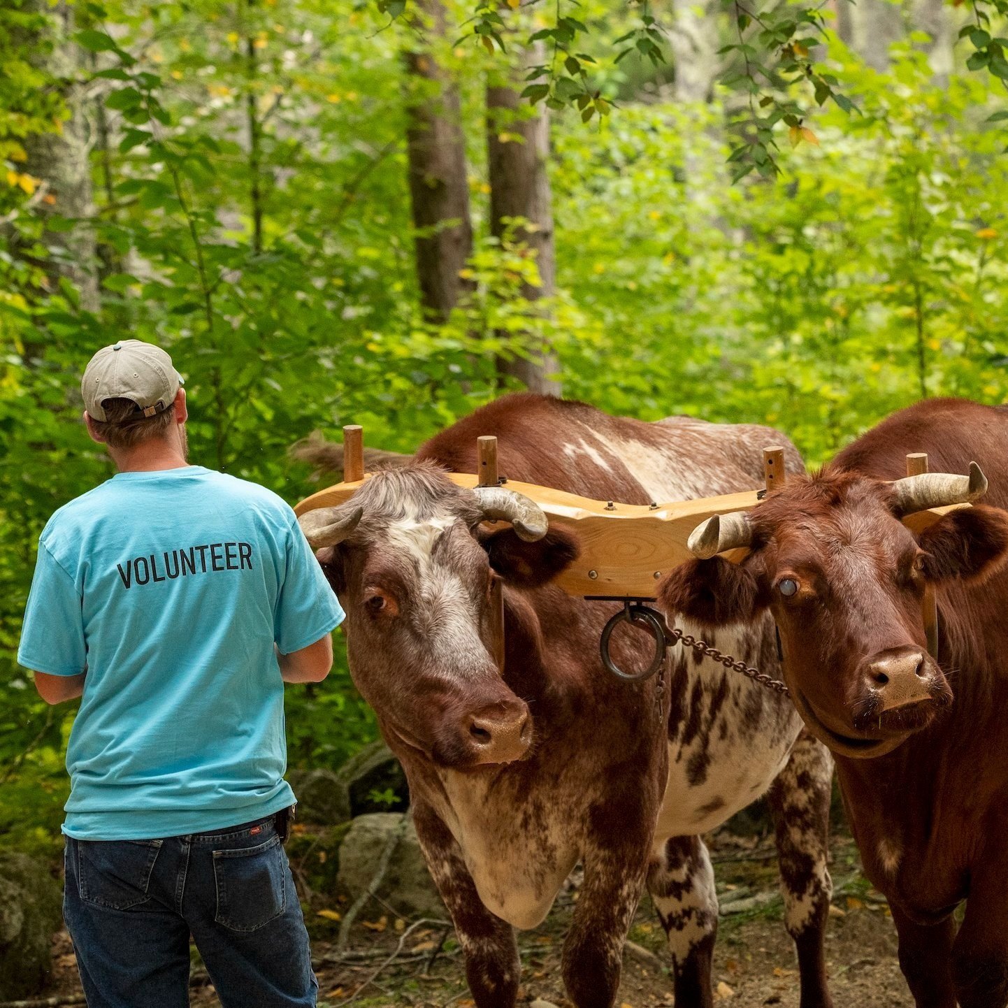 Draft Animal Power Network