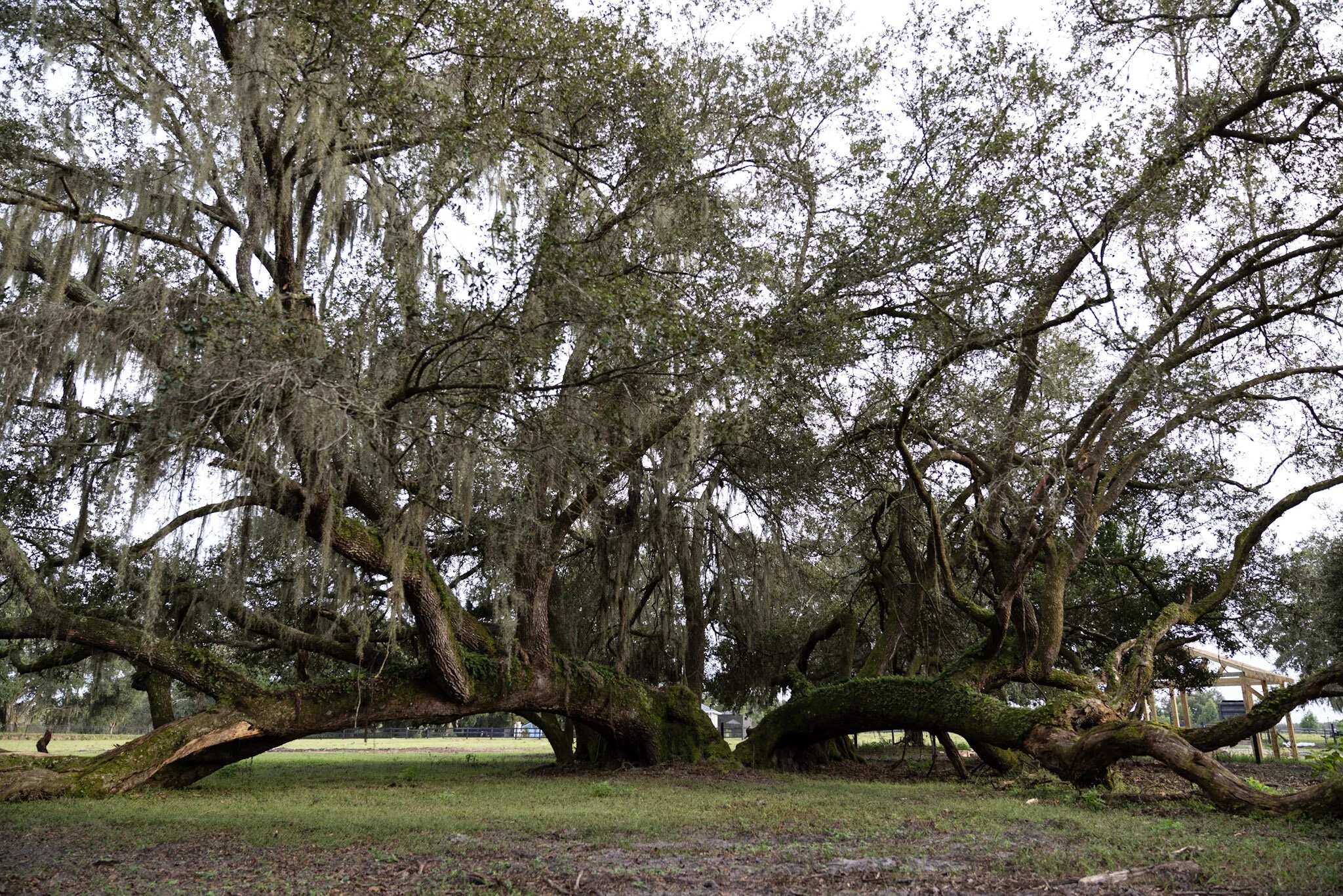 The Broken Oak: Oak Tree Wedding Venue in Florida