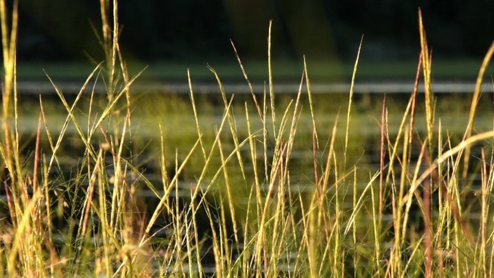 ICA Pod - For the Love of Manoomin (Wild Rice) — Indigenous Climate Action