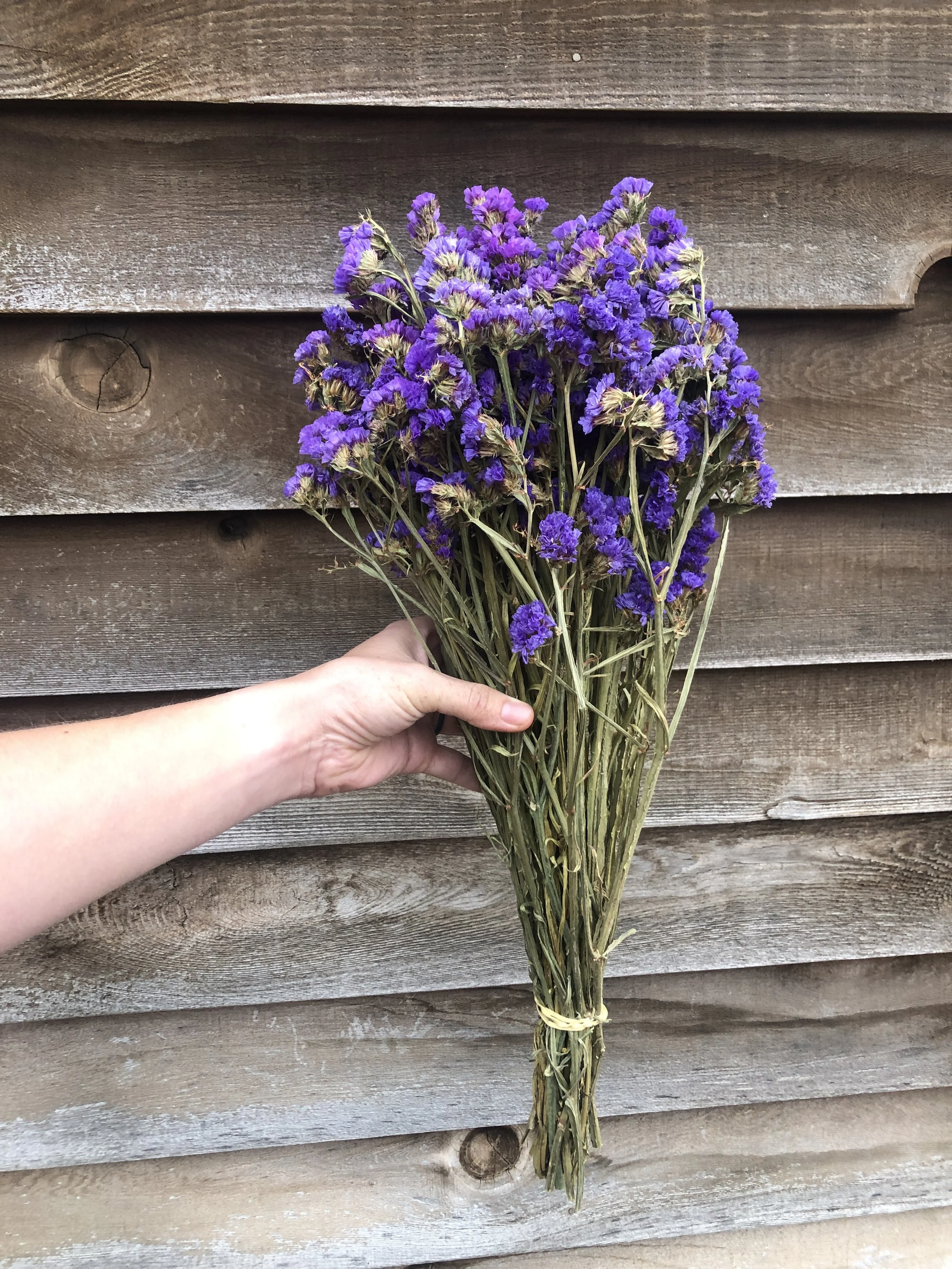 Purple Statice