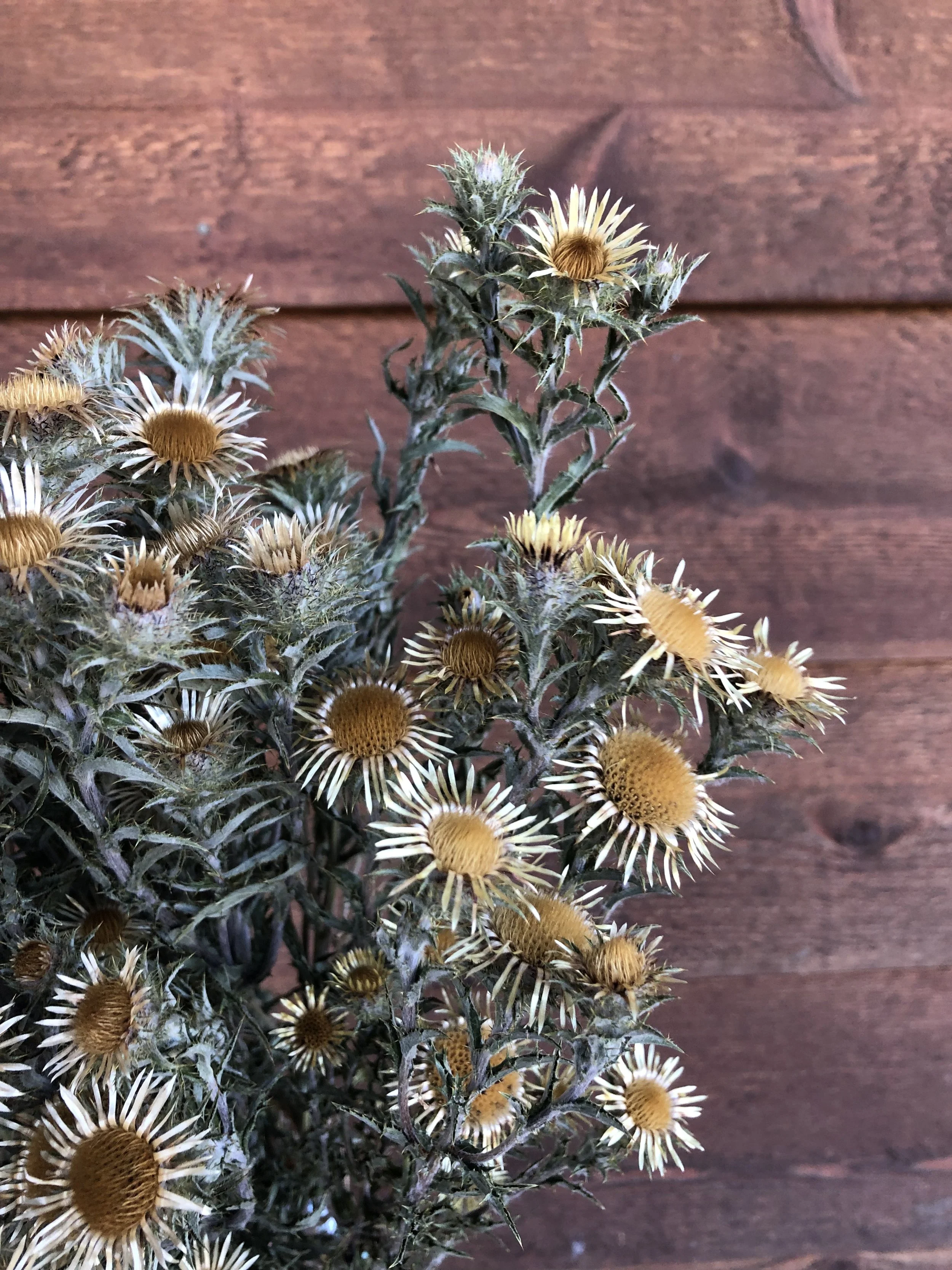 Dried Flowers — Charles Little and Company LLC