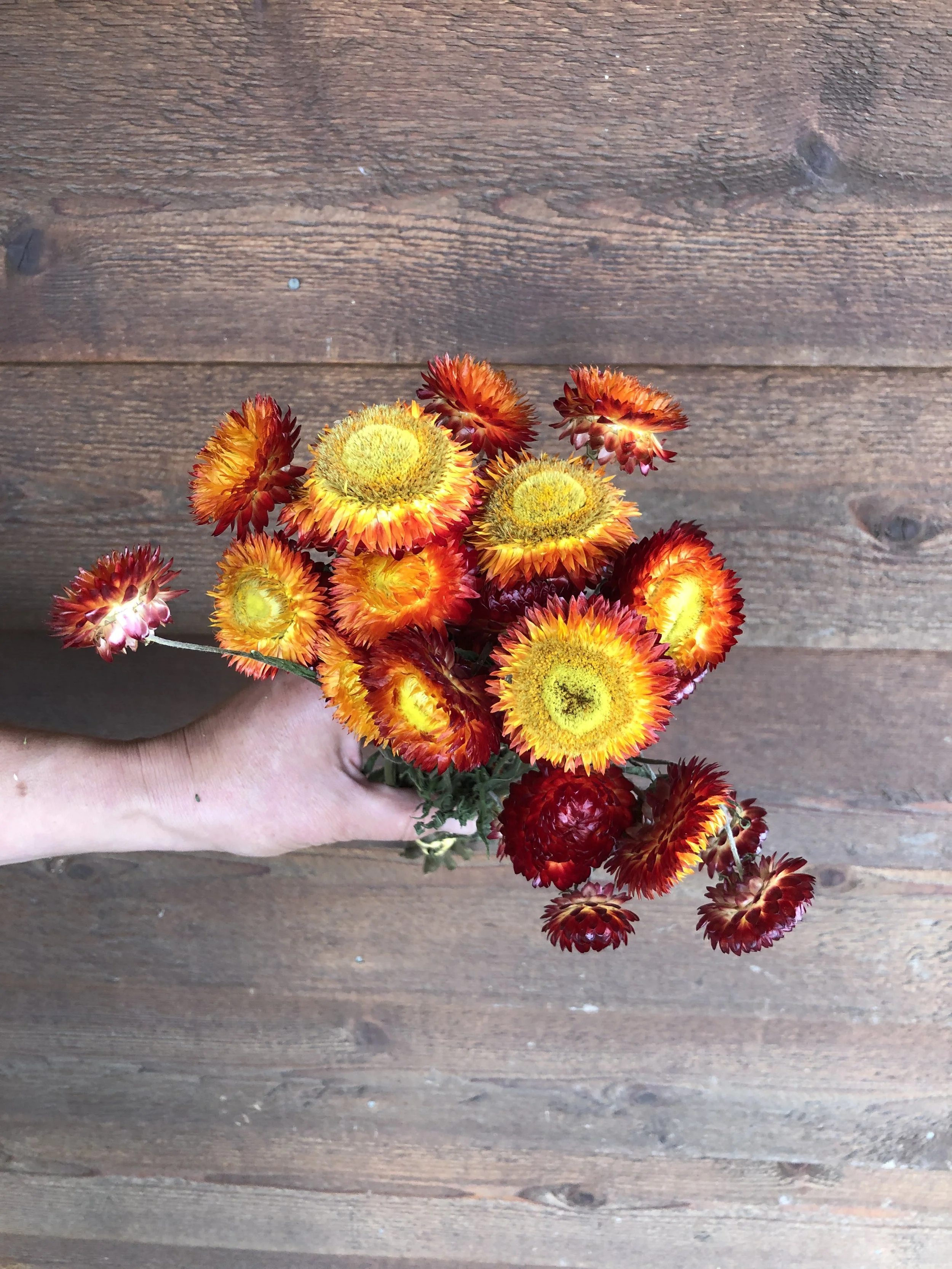 Strawflower-Red — Charles Little and Company LLC