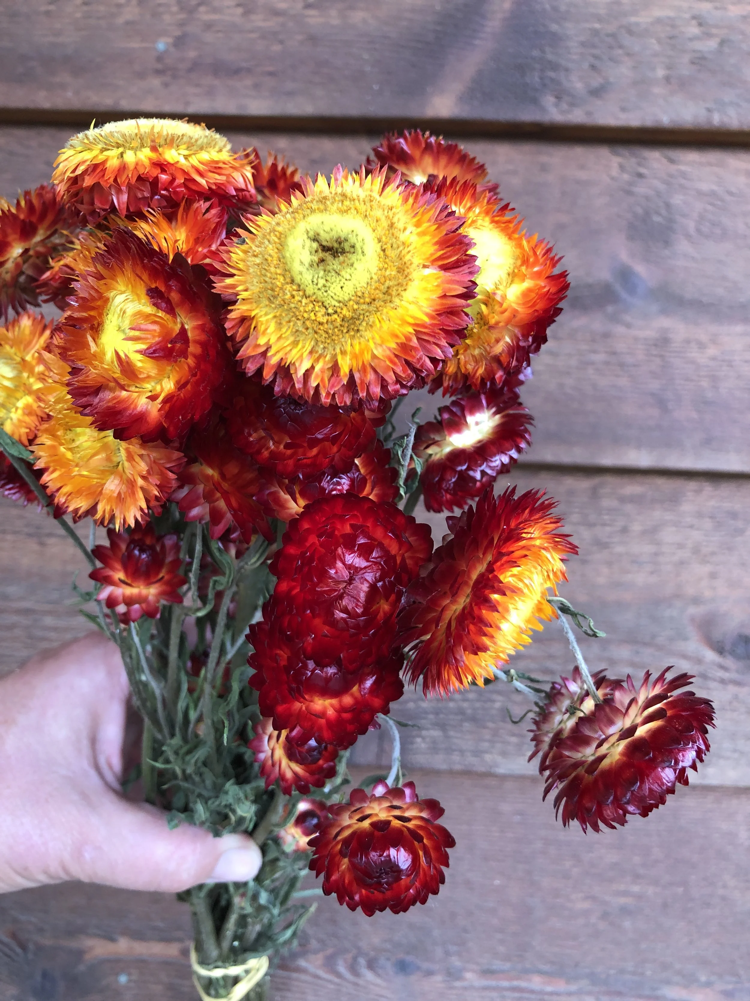 Strawflower-Red — Charles Little and Company LLC