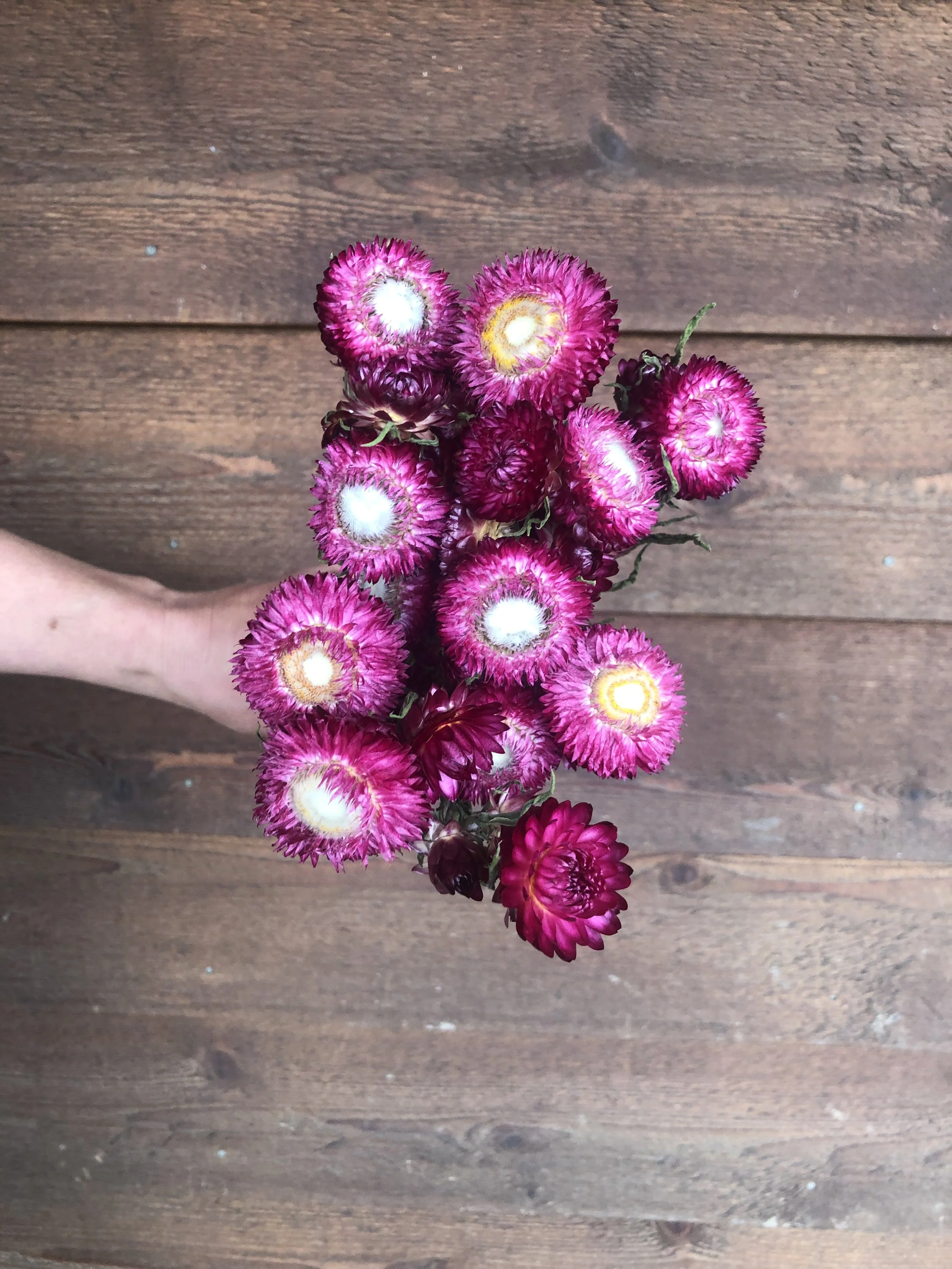 Strawflower-Rose — Charles Little and Company LLC