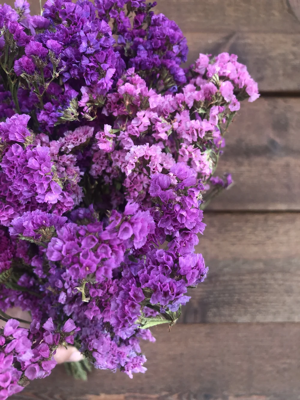 Limonium Flower