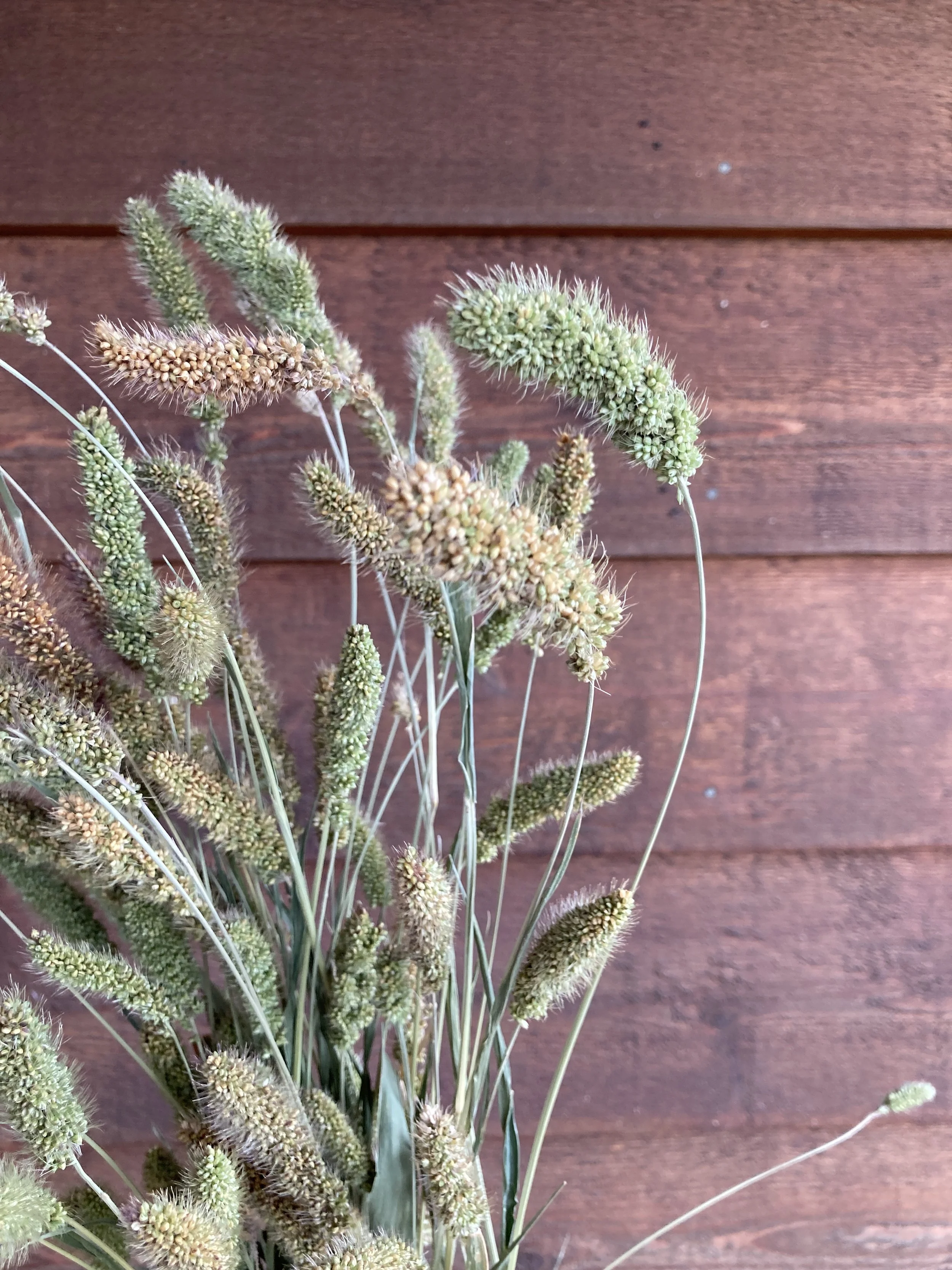 Dried Flowers — Charles Little and Company LLC