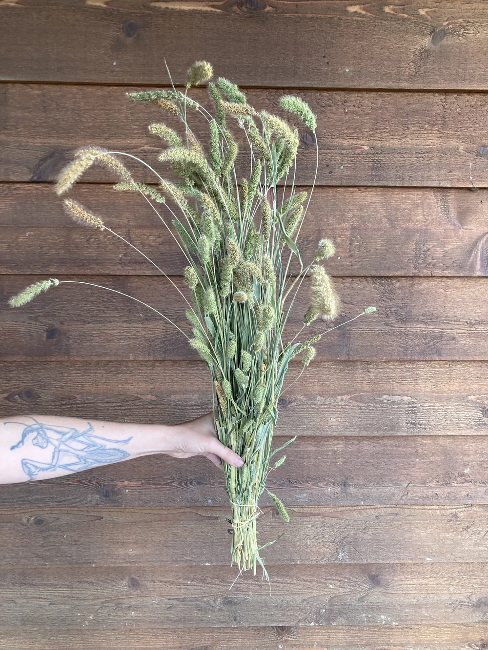 Foxtail Grass