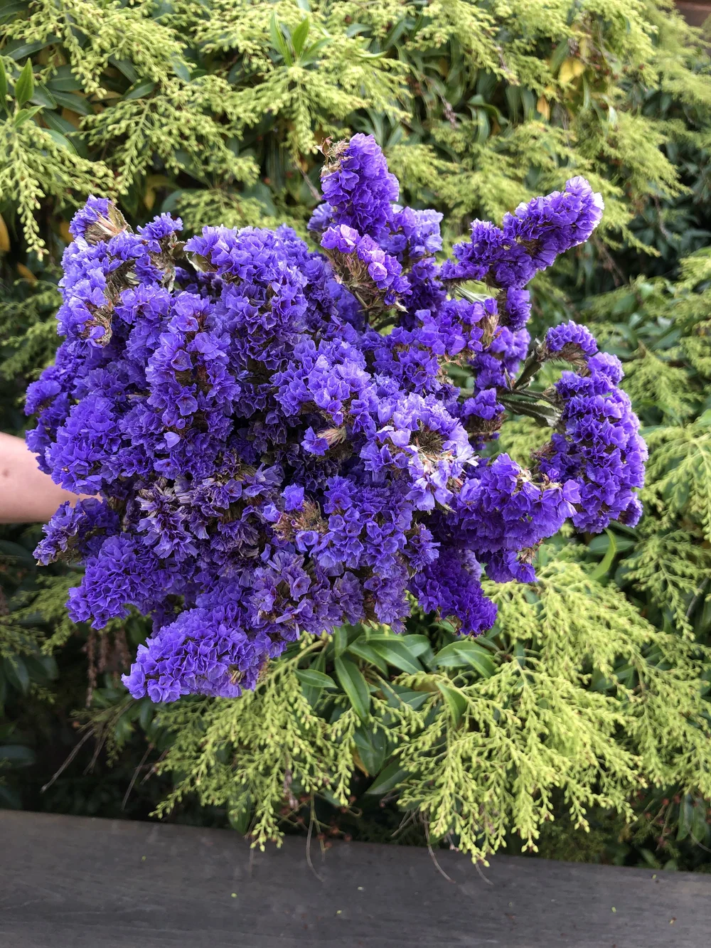 Statice Flower Plants