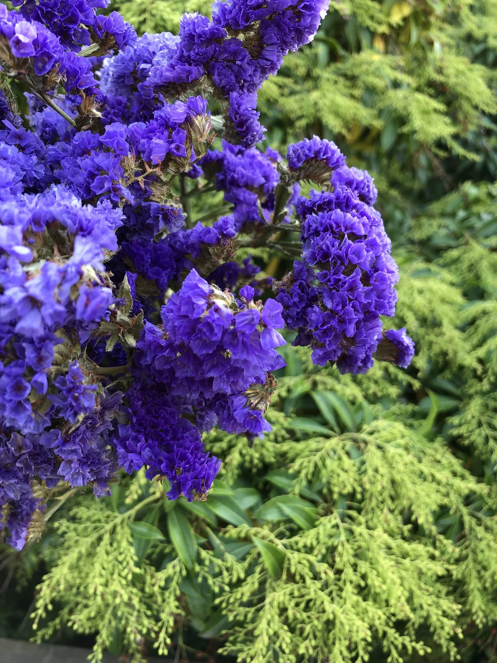 Purple Statice