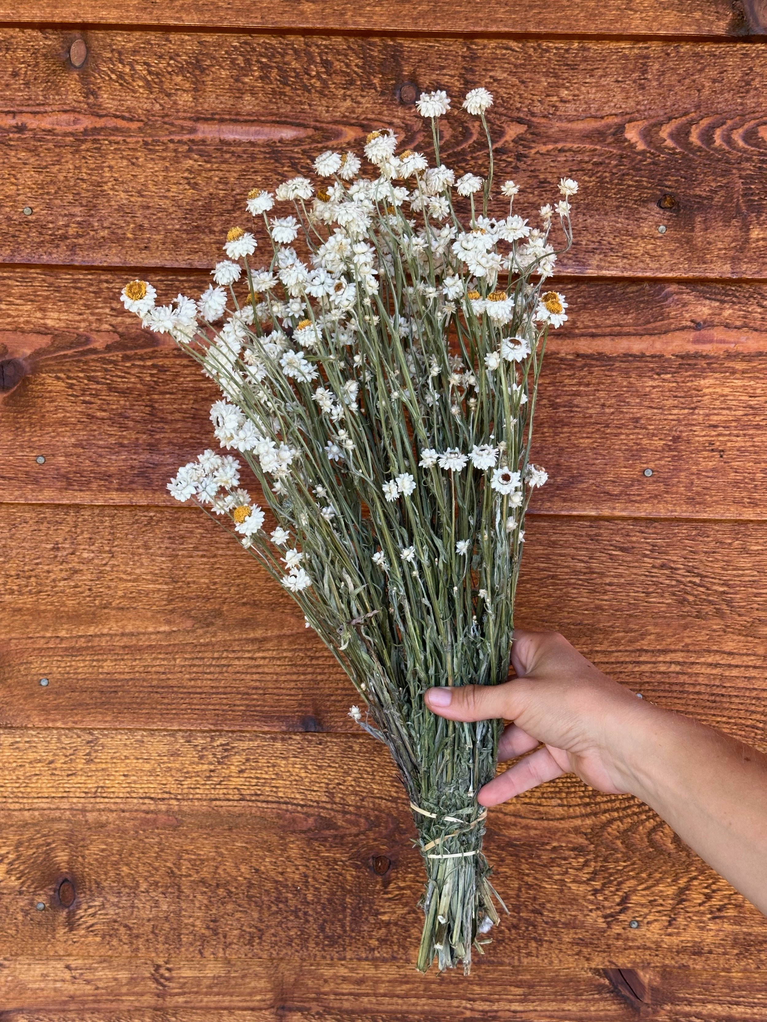 Dried Flowers Charles Little and Company LLC