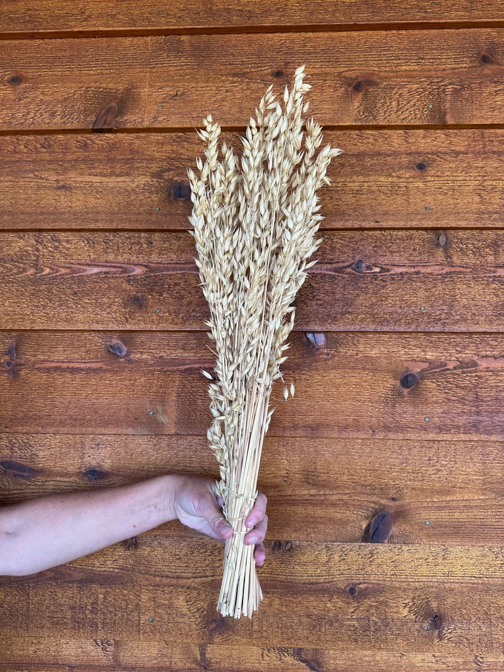 Dried Flowers — Charles Little and Company LLC