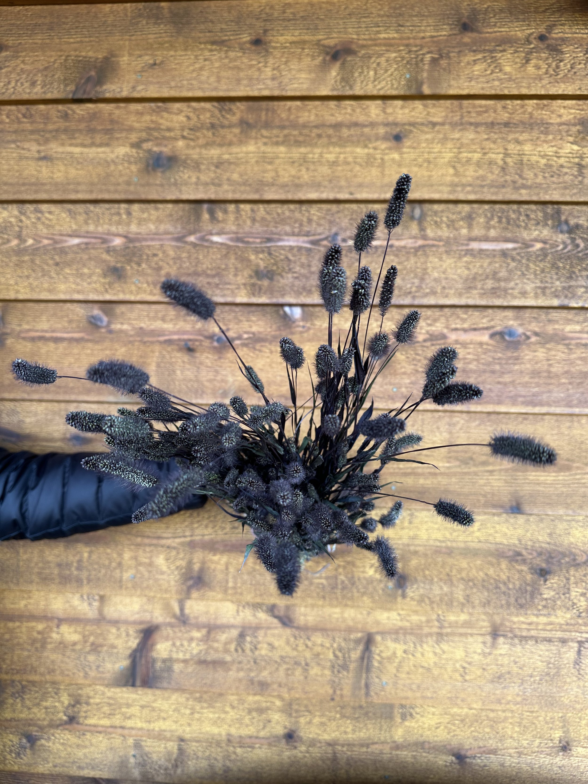 Mini Red Jewel Grass — Charles Little and Company LLC