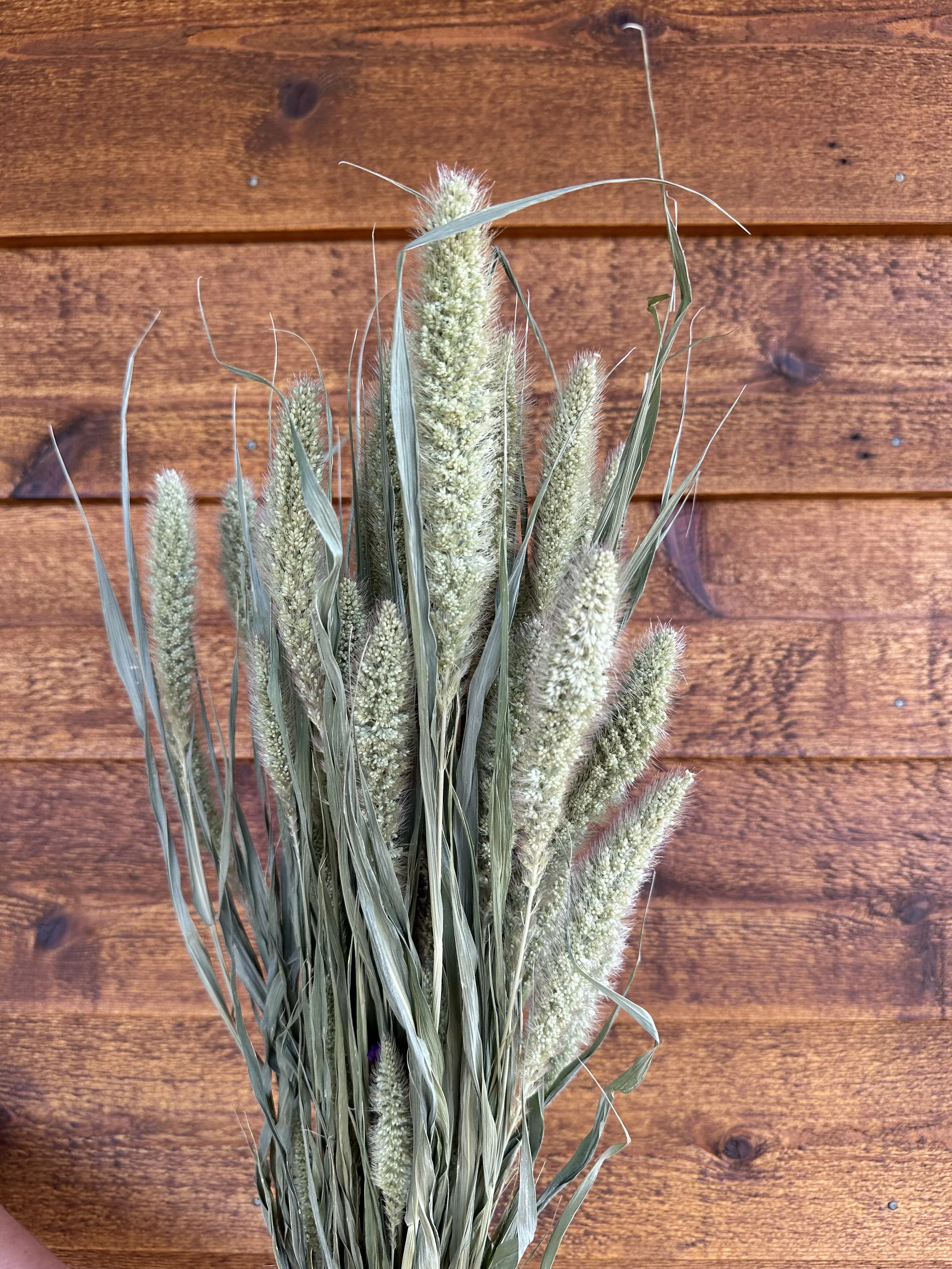 Foxtail Grass — Charles Little and Company LLC