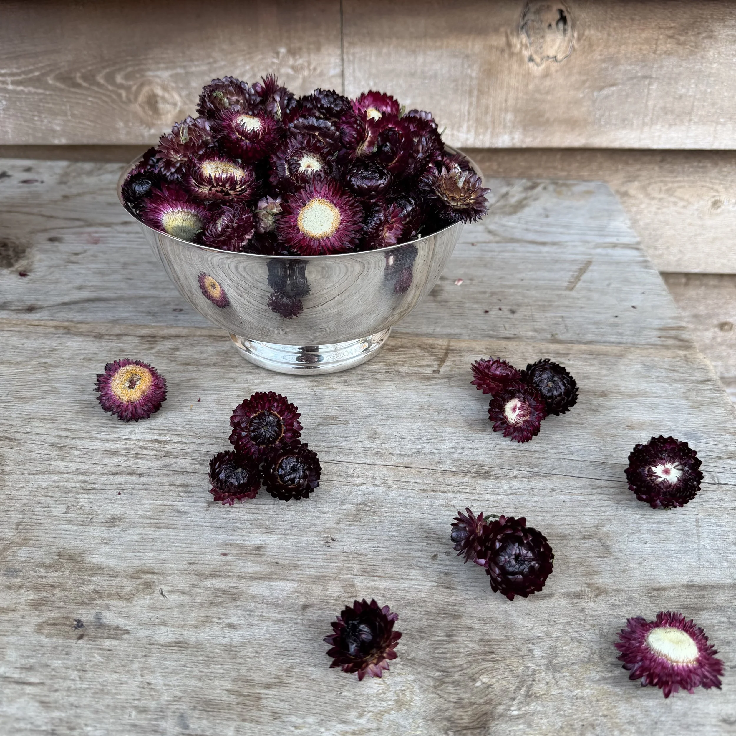 Strawflower Heads - Purple — Charles Little and Company LLC