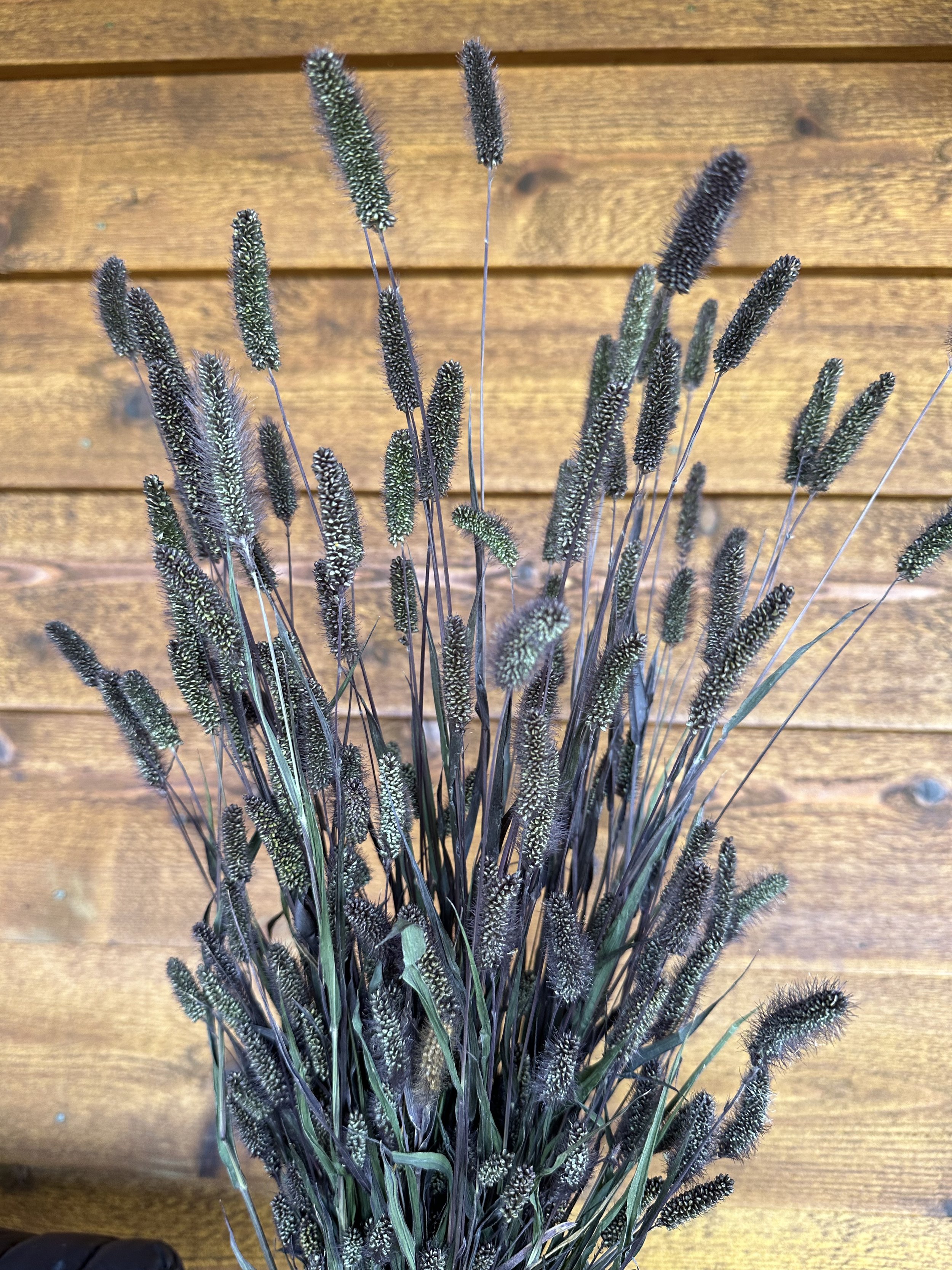 Mini Red Jewel Grass — Charles Little and Company LLC