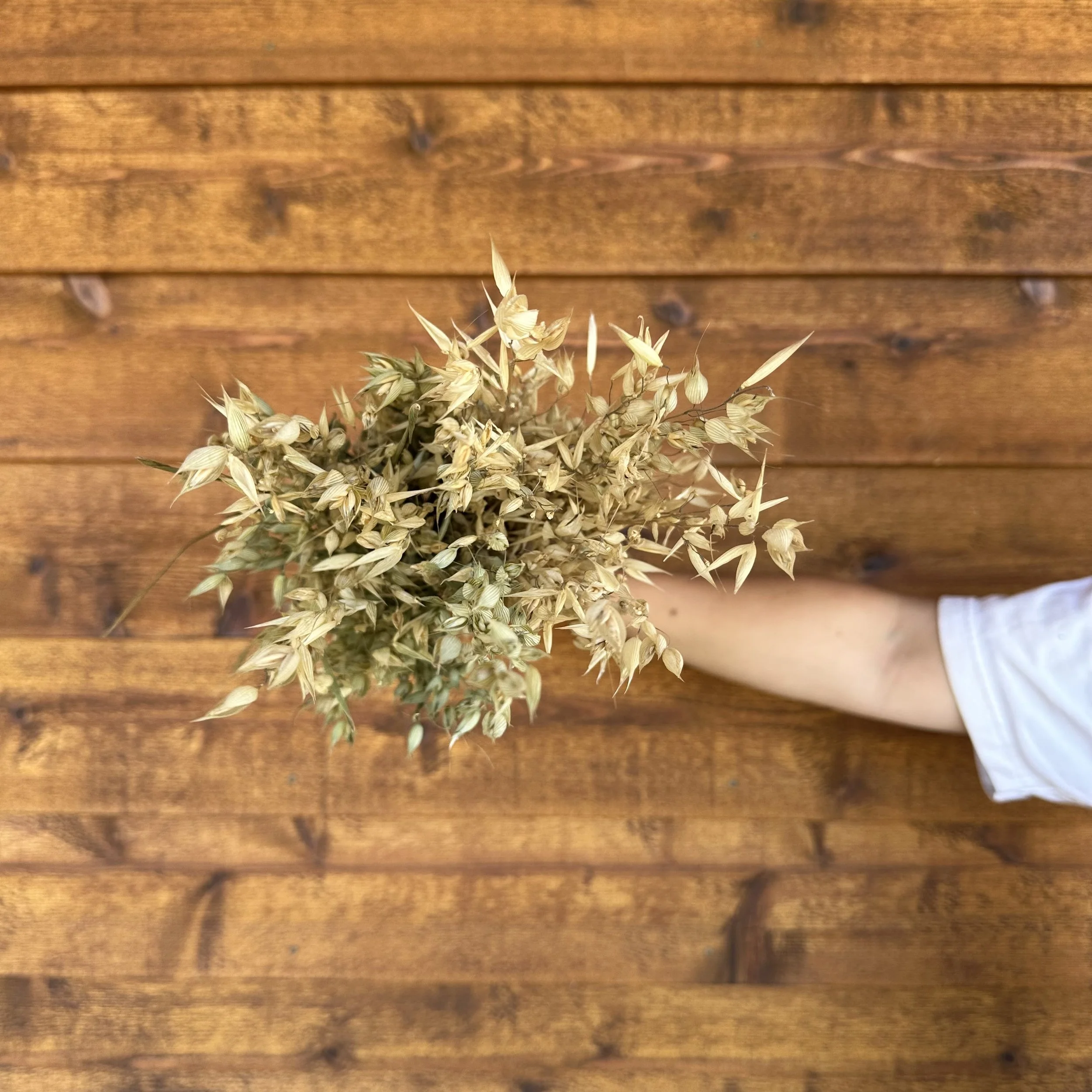 Dried Flowers — Charles Little and Company LLC