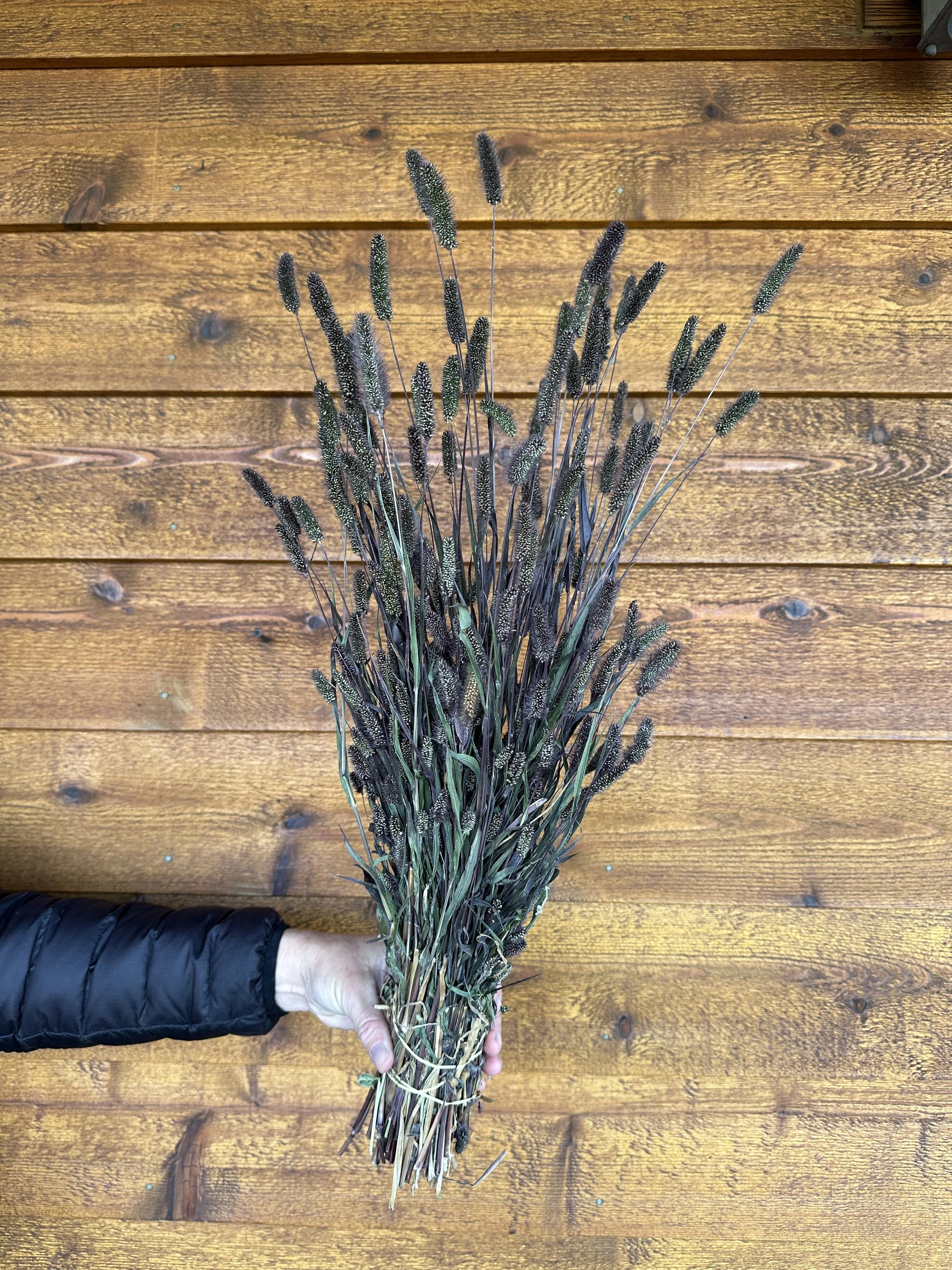 Mini Red Jewel Grass — Charles Little and Company LLC