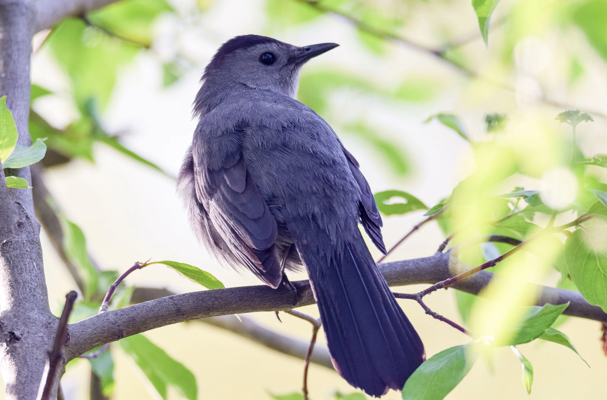 Birding Ohio — Black River Audubon Society