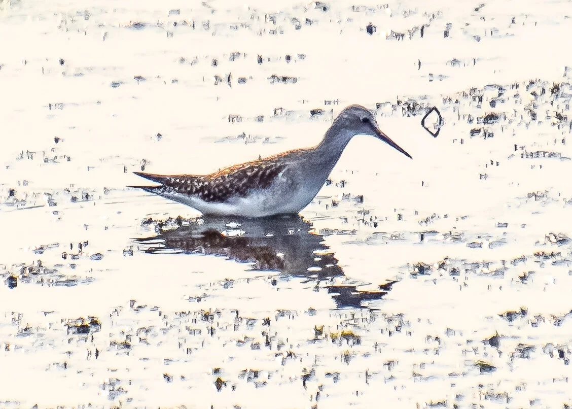 Birding Ohio — Black River Audubon Society