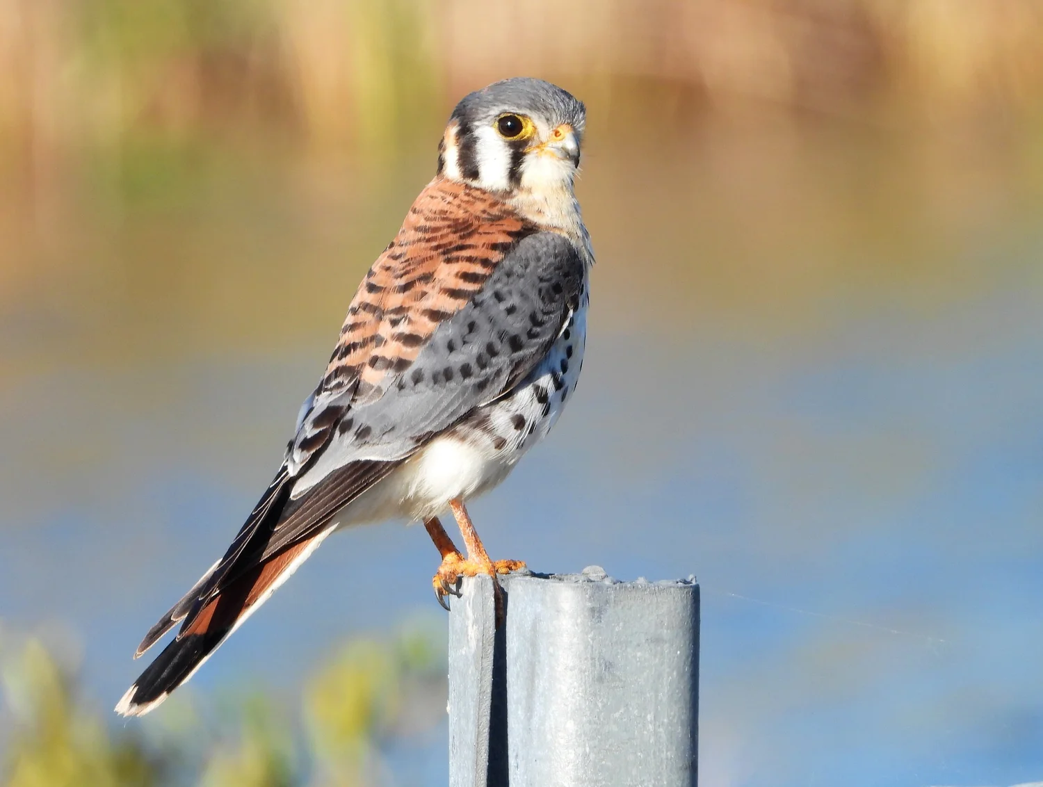 American Kestrel Male
