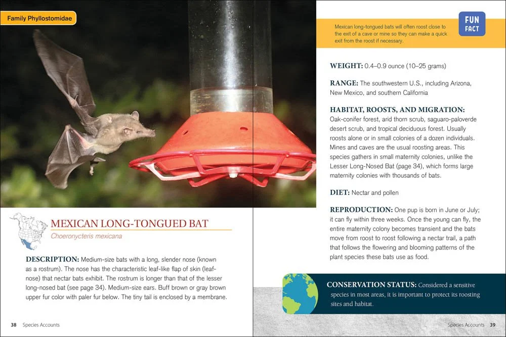 Bat Basics — Black River Audubon Society