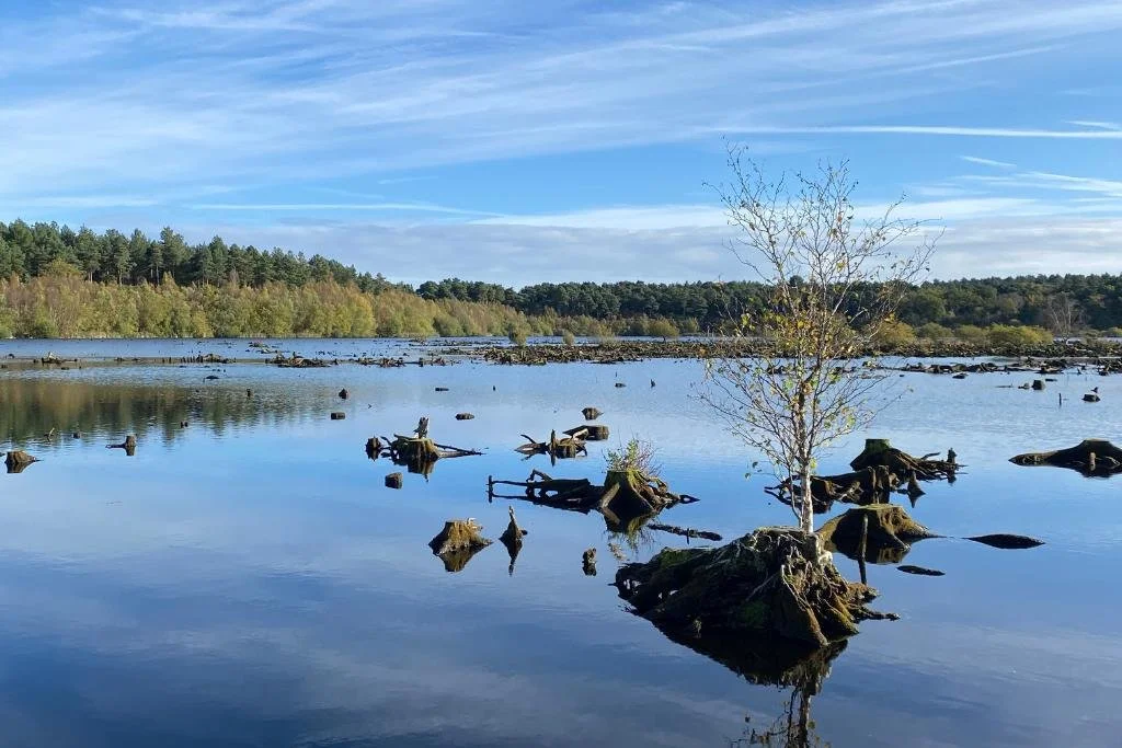 Delamere Forest Walk: The Blakemere Trail — My Mountains and Me