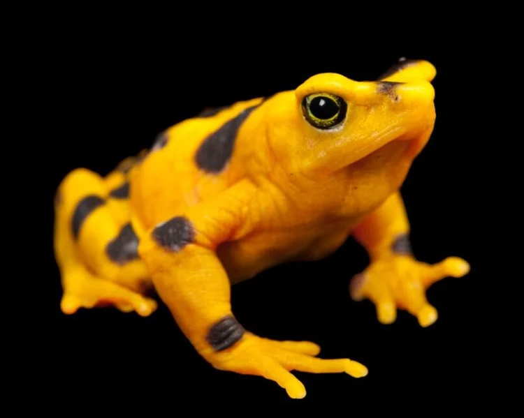 The Golden Frog or Rana Dorada of Panama — The House of Good Fortune