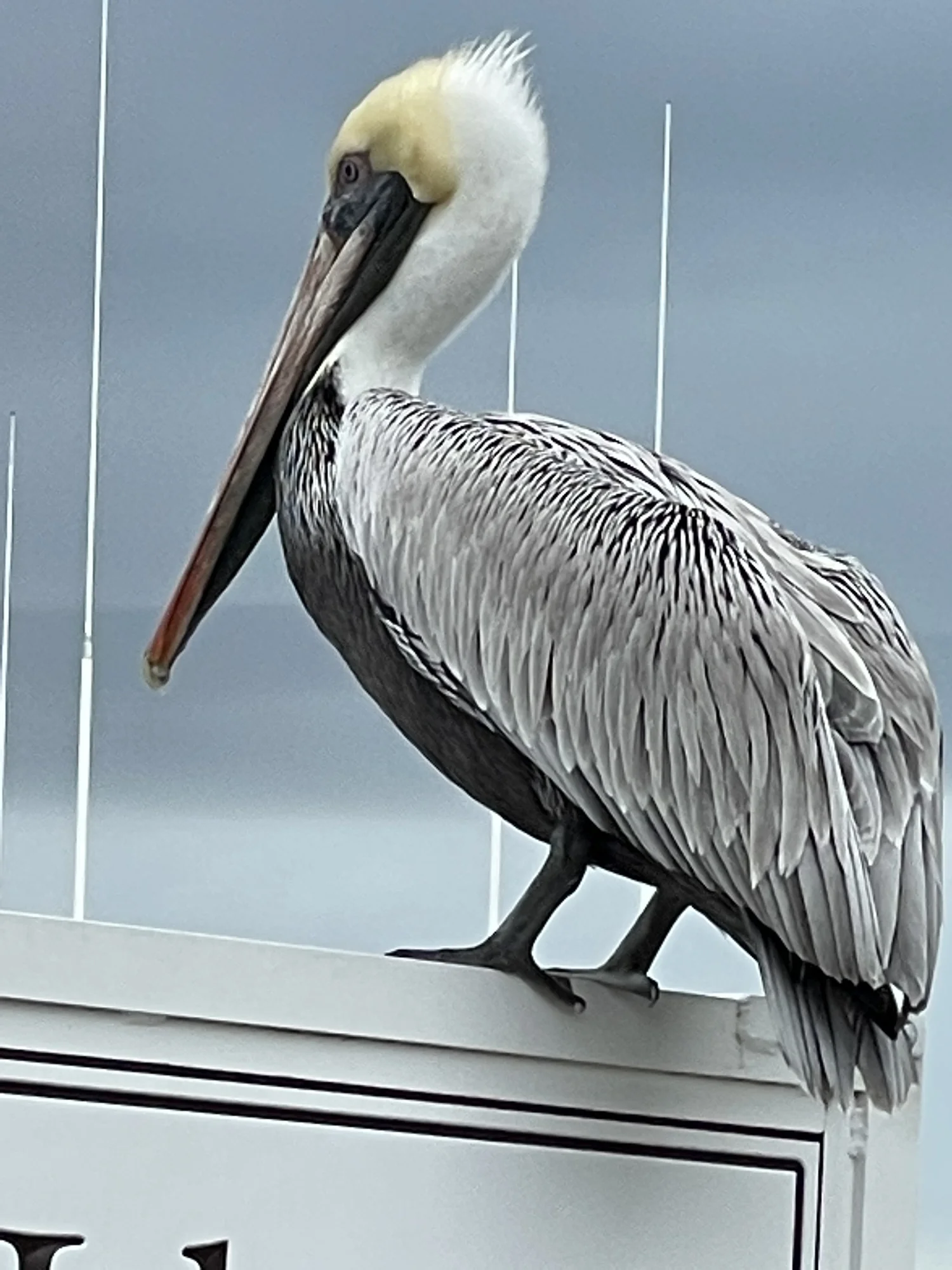 The Pious Pelican: Symbol of Sacrificial Love — The House of Good Fortune