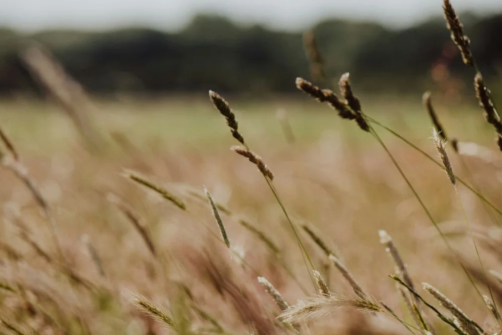 Resurrecting Wesleyan Evangelism: The Necessity of Field Preaching ...