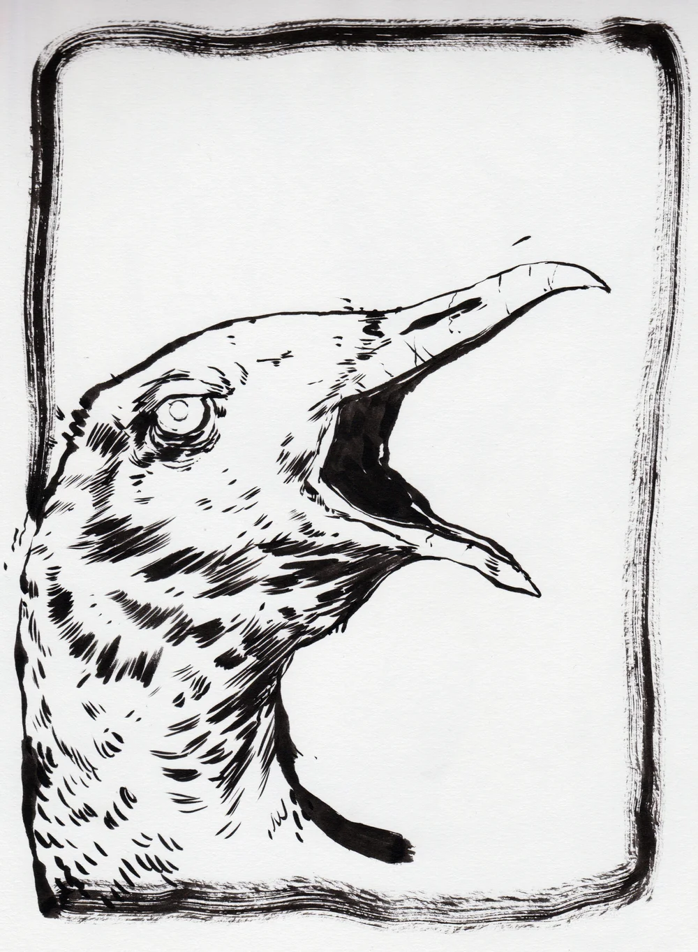 Seagull Head Drawing