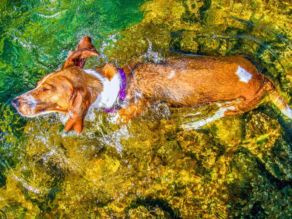 30 Wet Dogs — Neill-Cochran House Museum