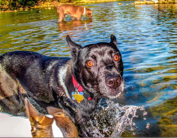 30 Wet Dogs / Fontaine Watercolors Open House — Neill-Cochran House Museum