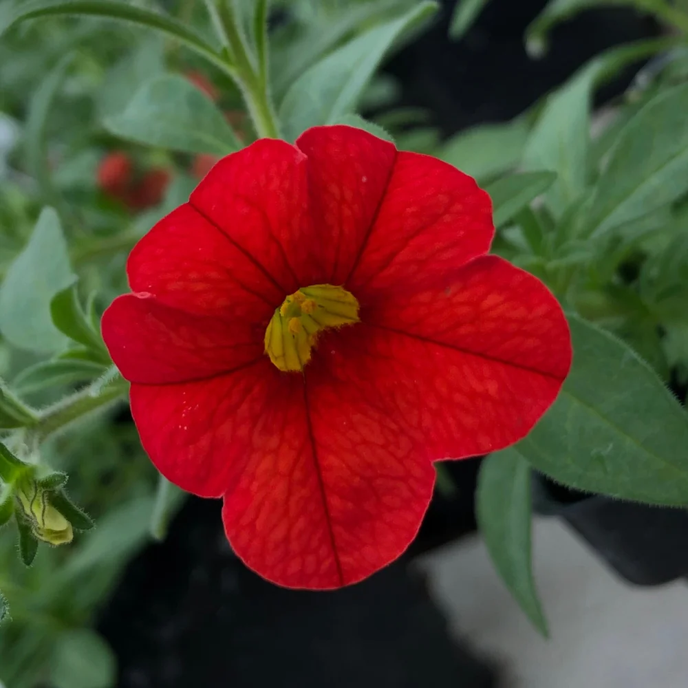 Calibrachoa — Cannon's Greenhouse