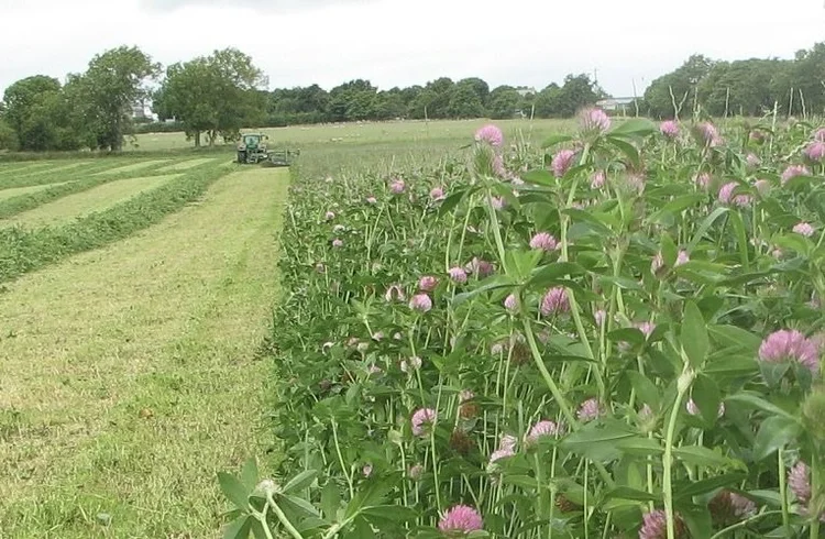 How to make Red Clover silage — The Silage Consultant
