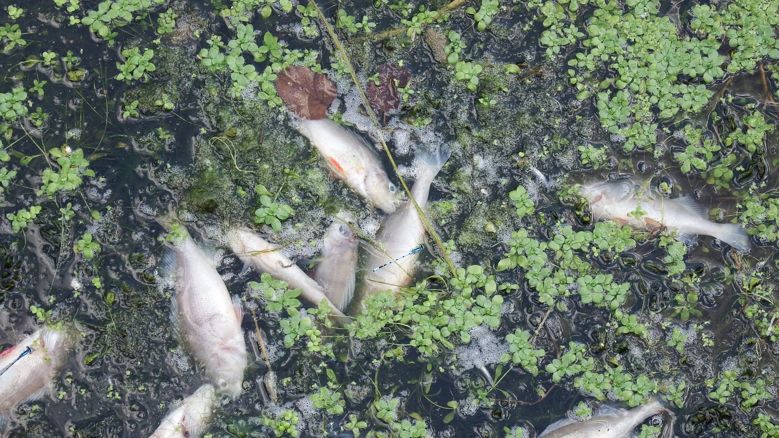 Why is Silage Effluent so pollutive? — The Silage Consultant
